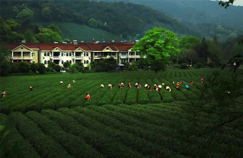 Hangzhou Longjing Tea Culture Day Tour In Spring | Hangzhou Longjing ...