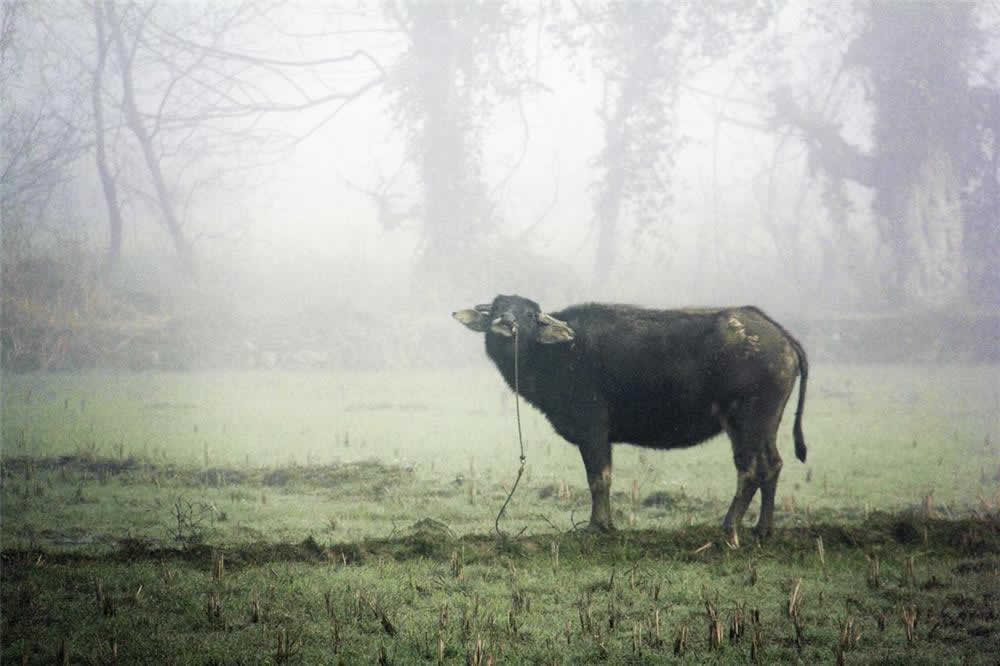 Private Day Tour to Hongcun,Nanping Village and Mukeng Bamboo Forest ...